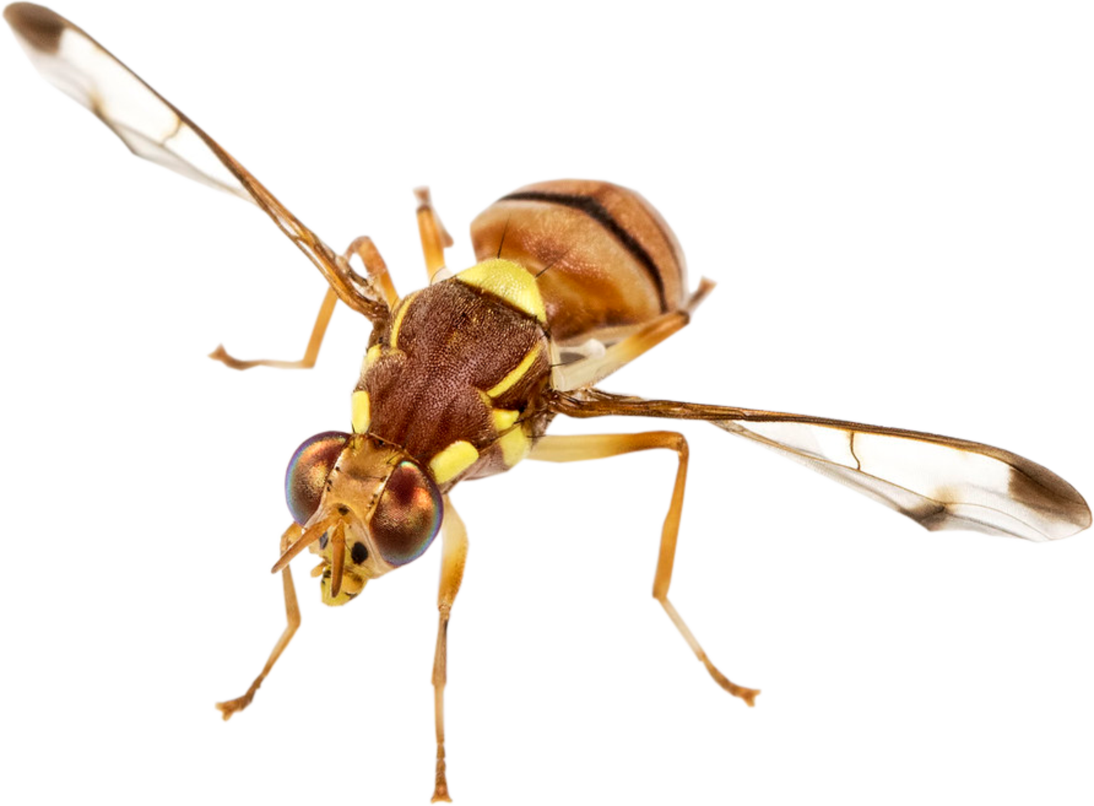 Lure - Green Revolutions