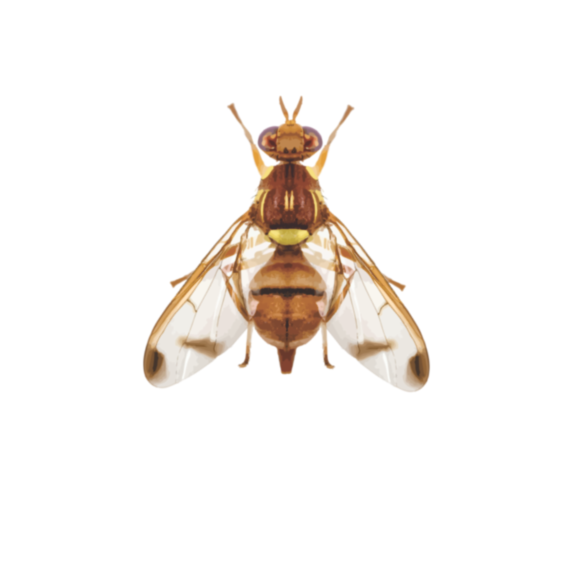 Lure - Green Revolutions